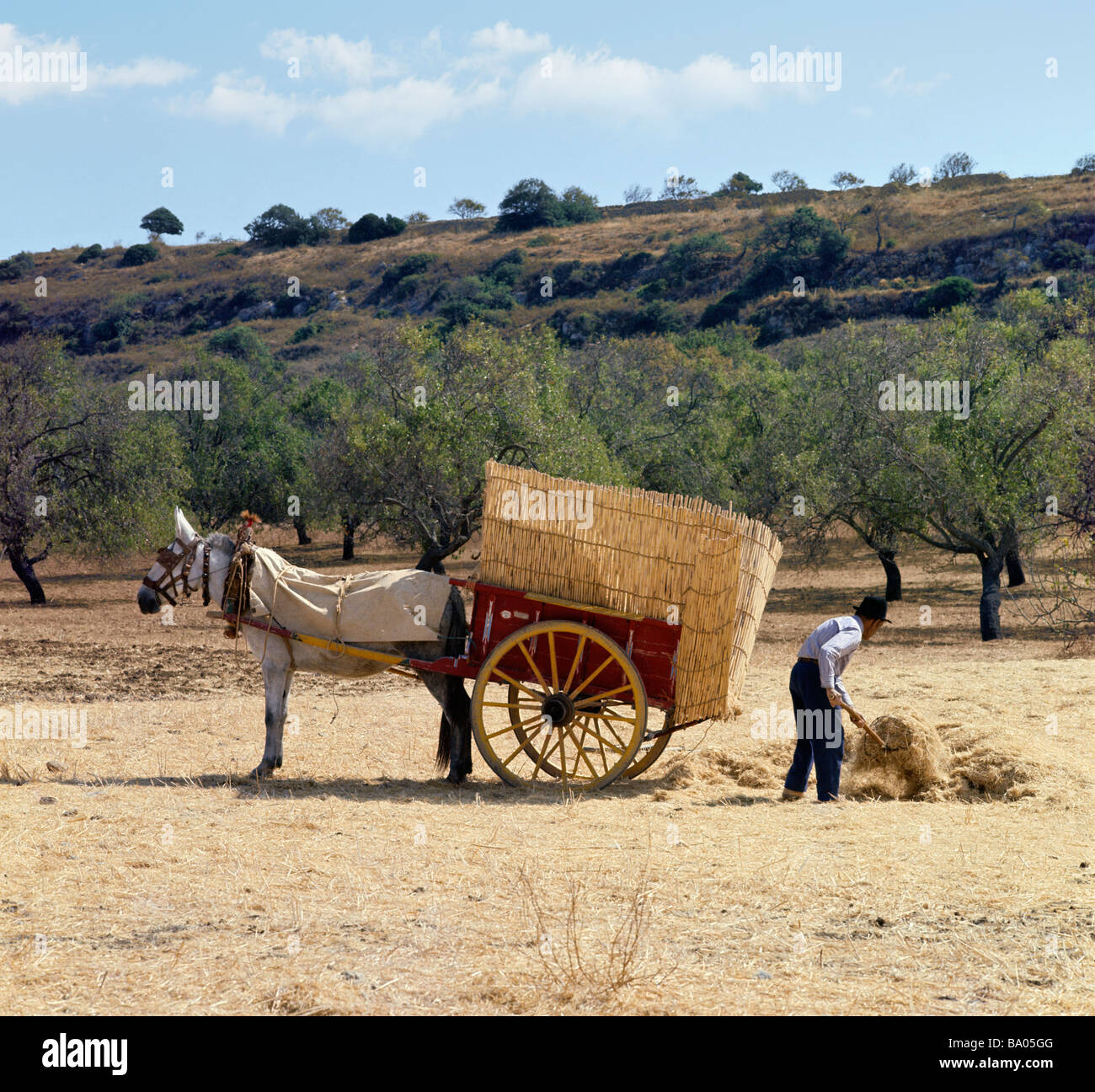 Portugal, the Algarve, a traditional rustic mule cart at harvest time ...