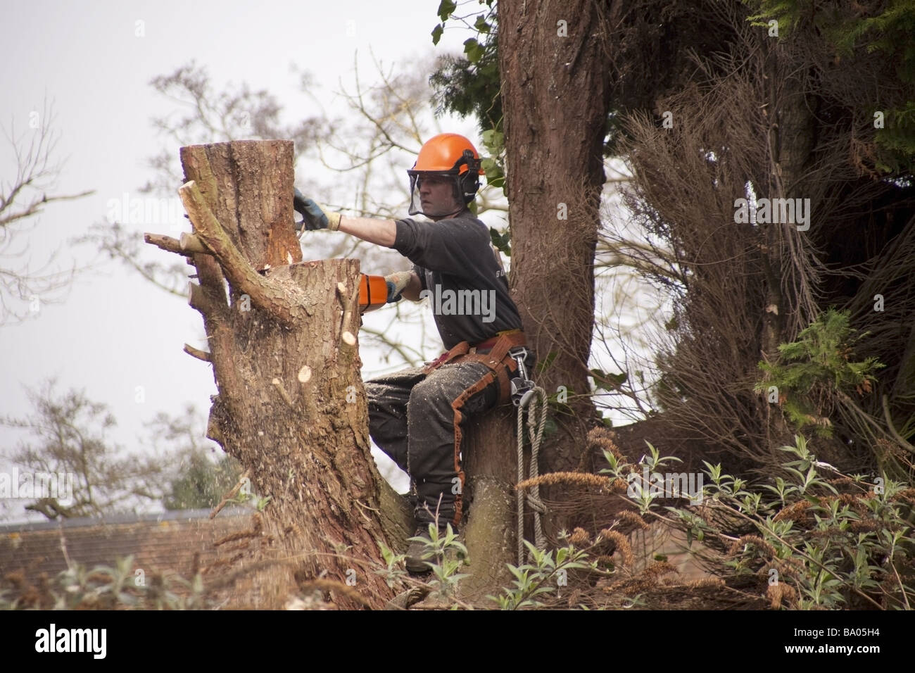 a tree surgeon chopping down a rotten tree Stock Photo - Alamy