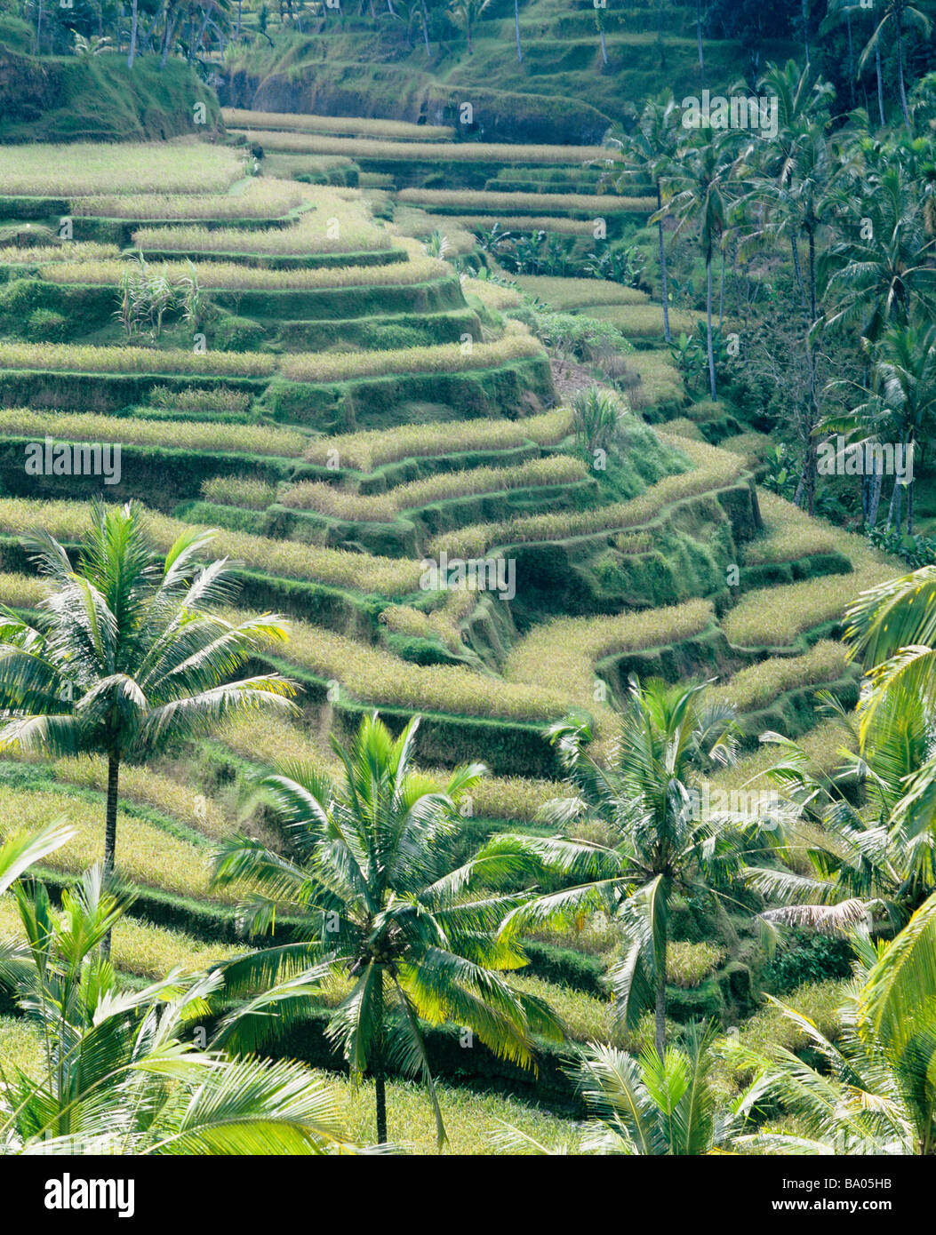 Indonesia Rice fields Stock Photo - Alamy