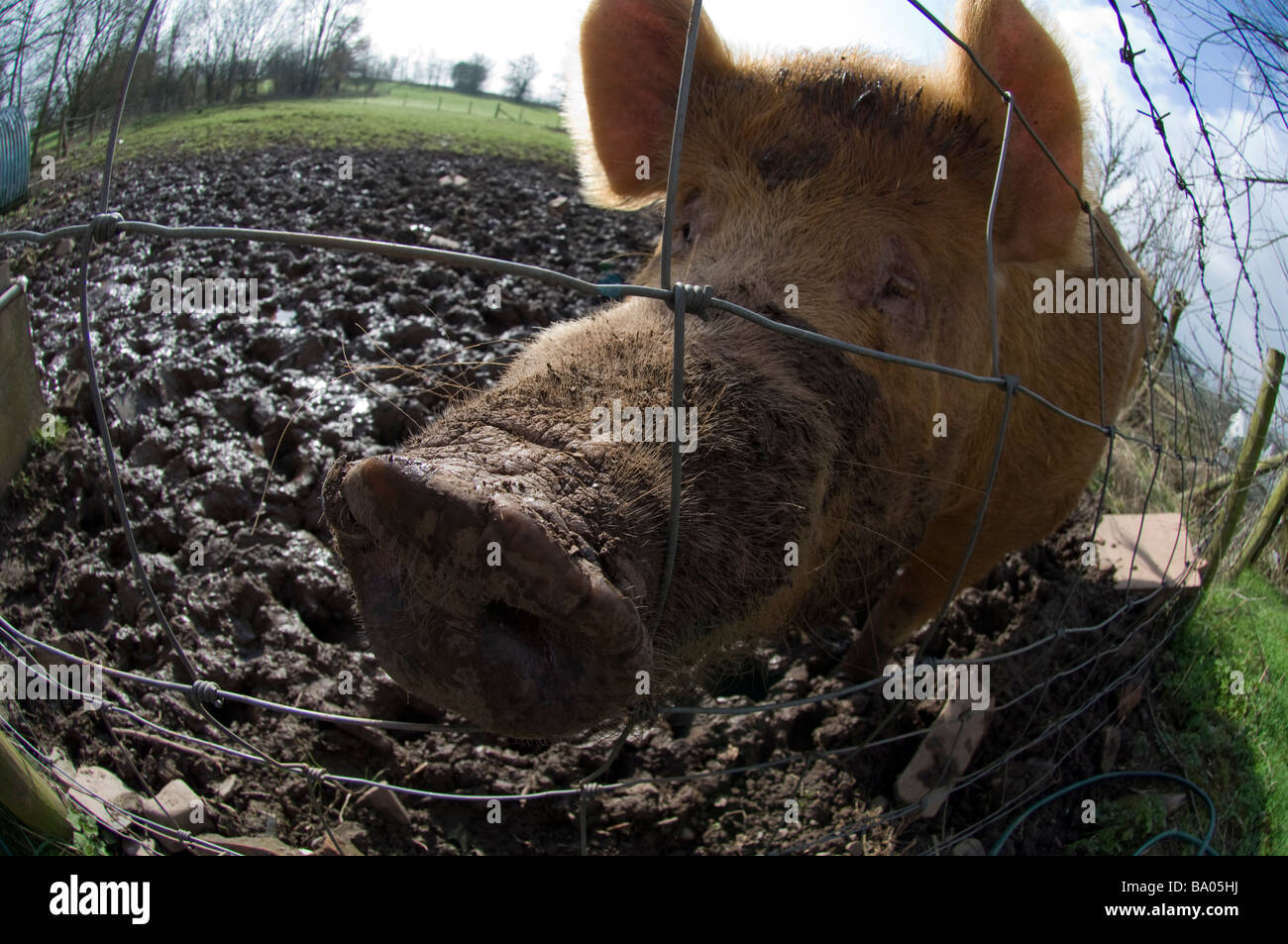Tamworth pig in field England UK Europe Stock Photo - Alamy