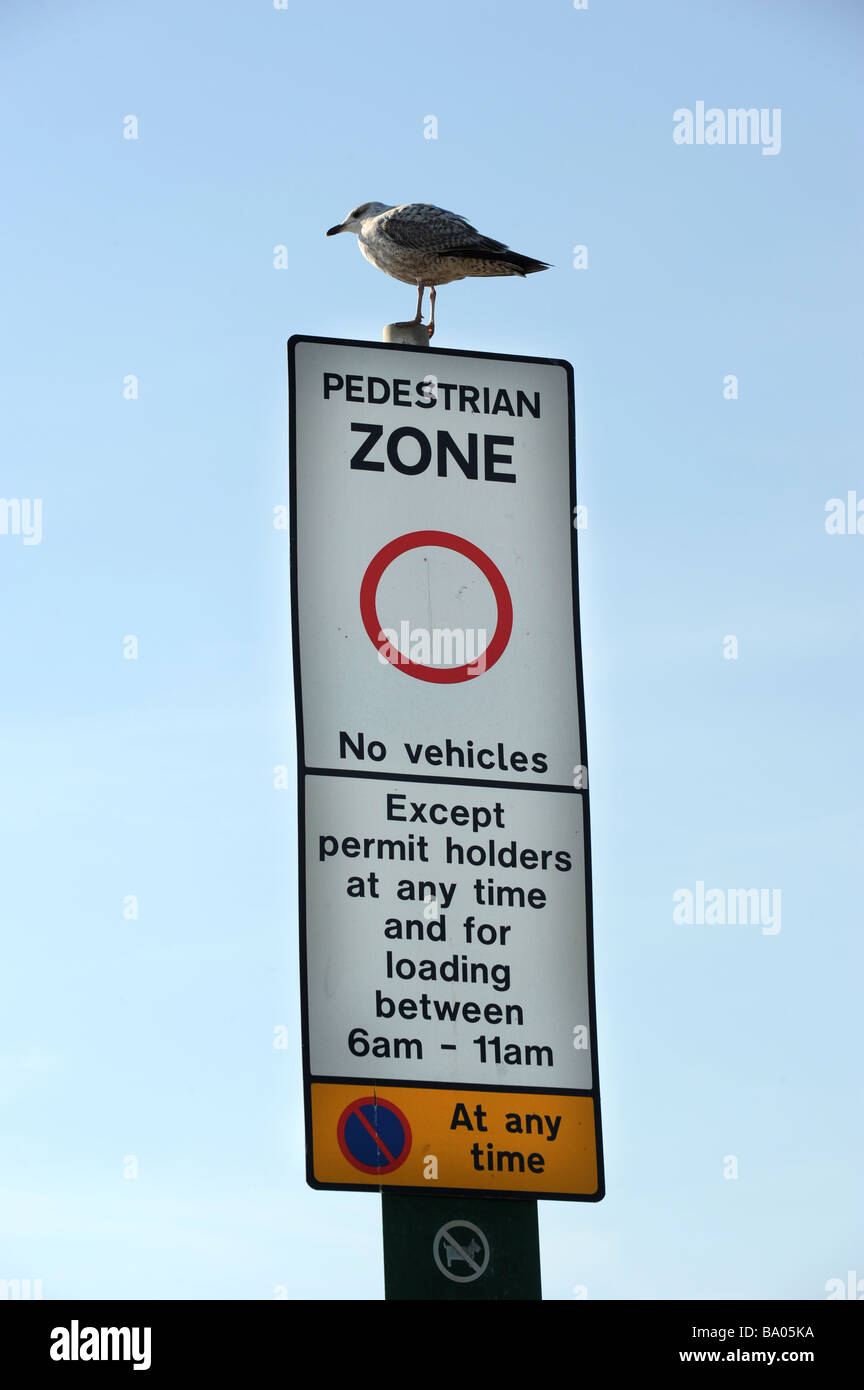 A seagull sits on a pedestrian zone sign Stock Photo - Alamy
