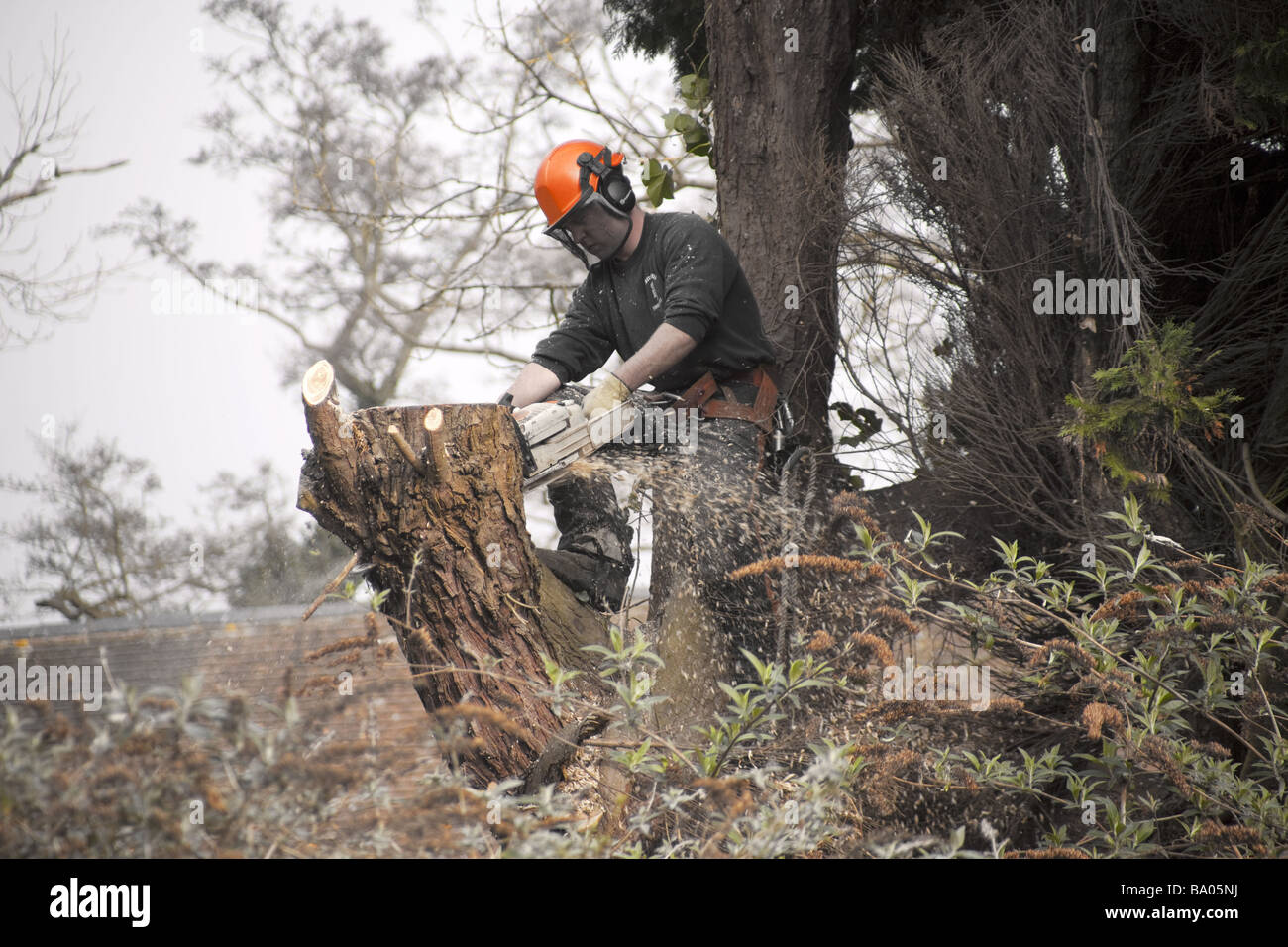 Tree surgeon hi-res stock photography and images - Alamy