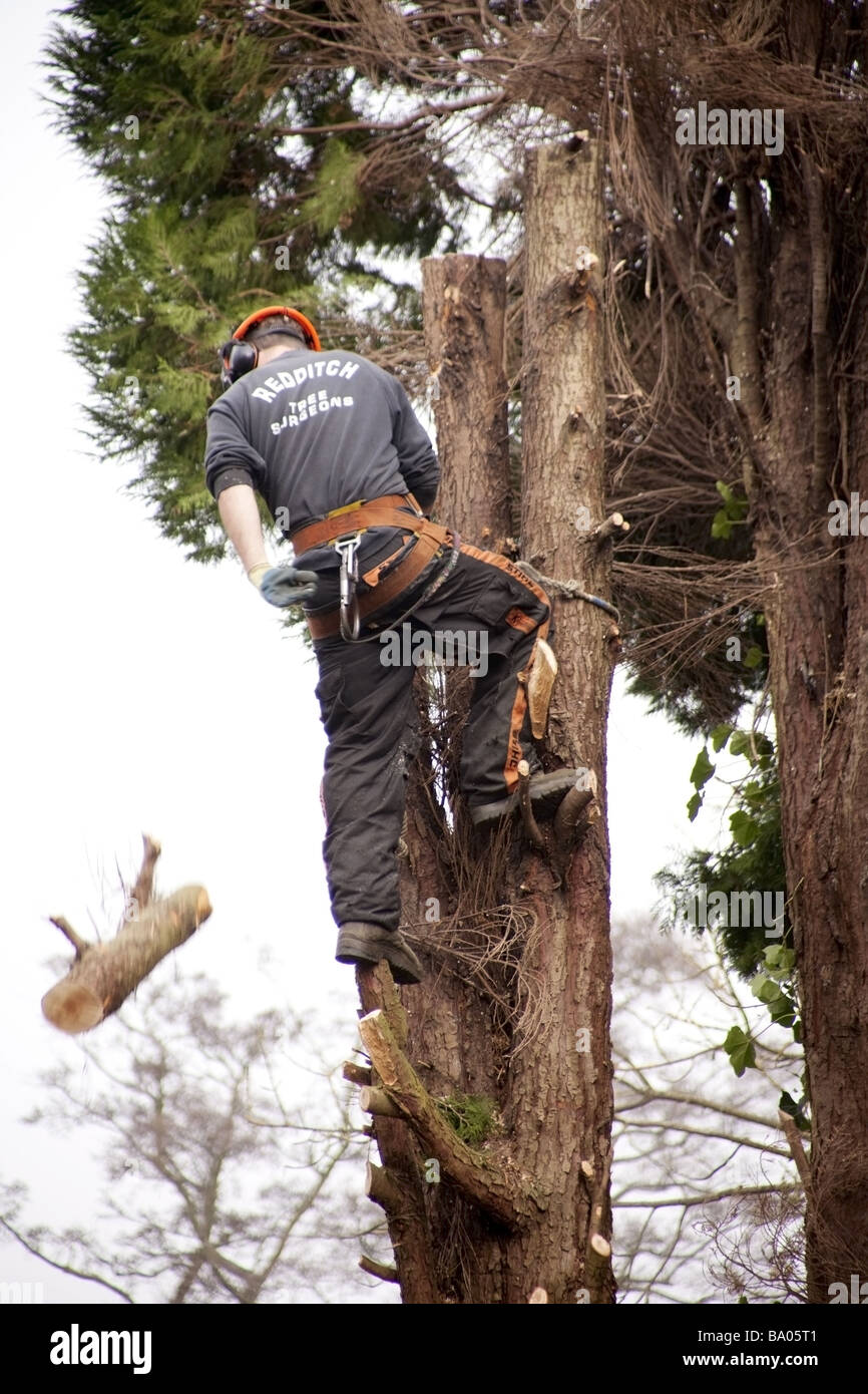 a tree surgeon chopping down a rotten tree Stock Photo - Alamy