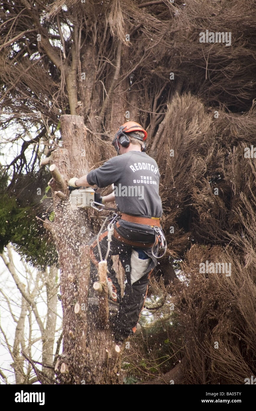 a tree surgeon chopping down a rotten tree Stock Photo - Alamy