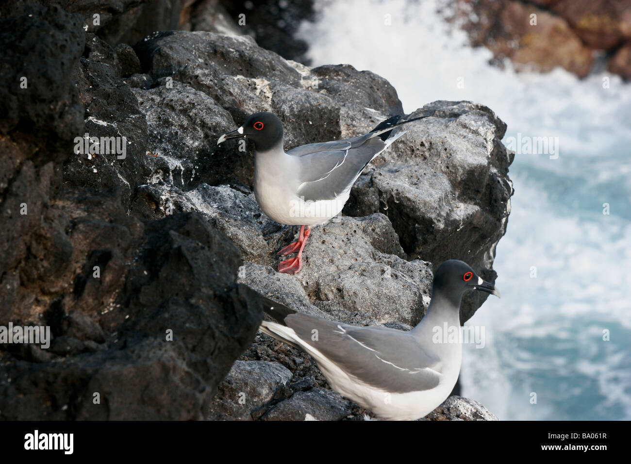 Swallow tailed gull South Plaza Island Galapagos Islands Ecuado Stock ...