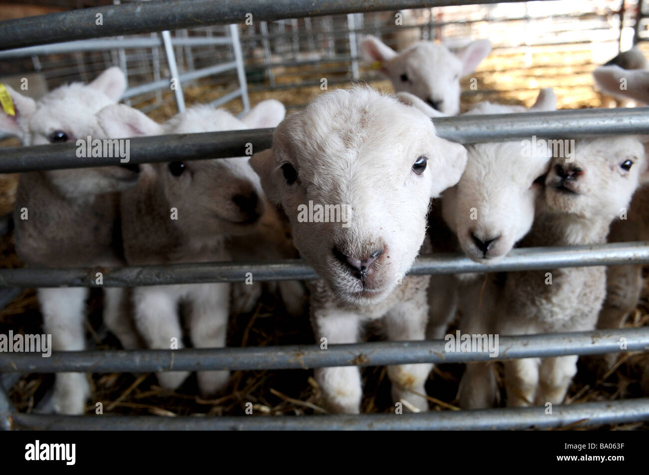 New born spring lambs look through the bars on their pen Stock Photo ...