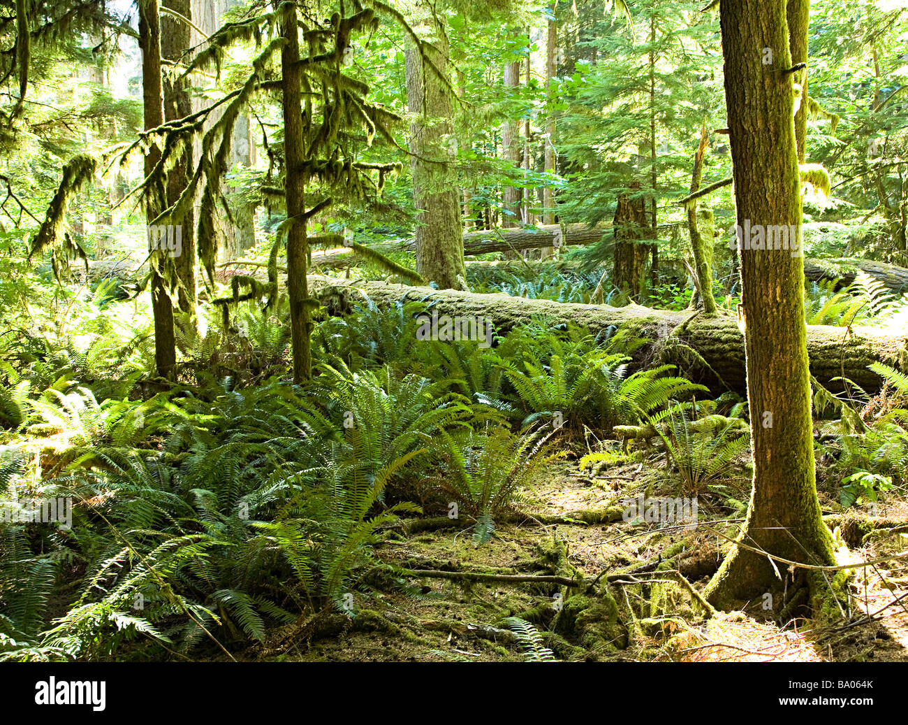 Old growth trees in Cathedral Grove MacMillan Provincial Park Vancouver ...