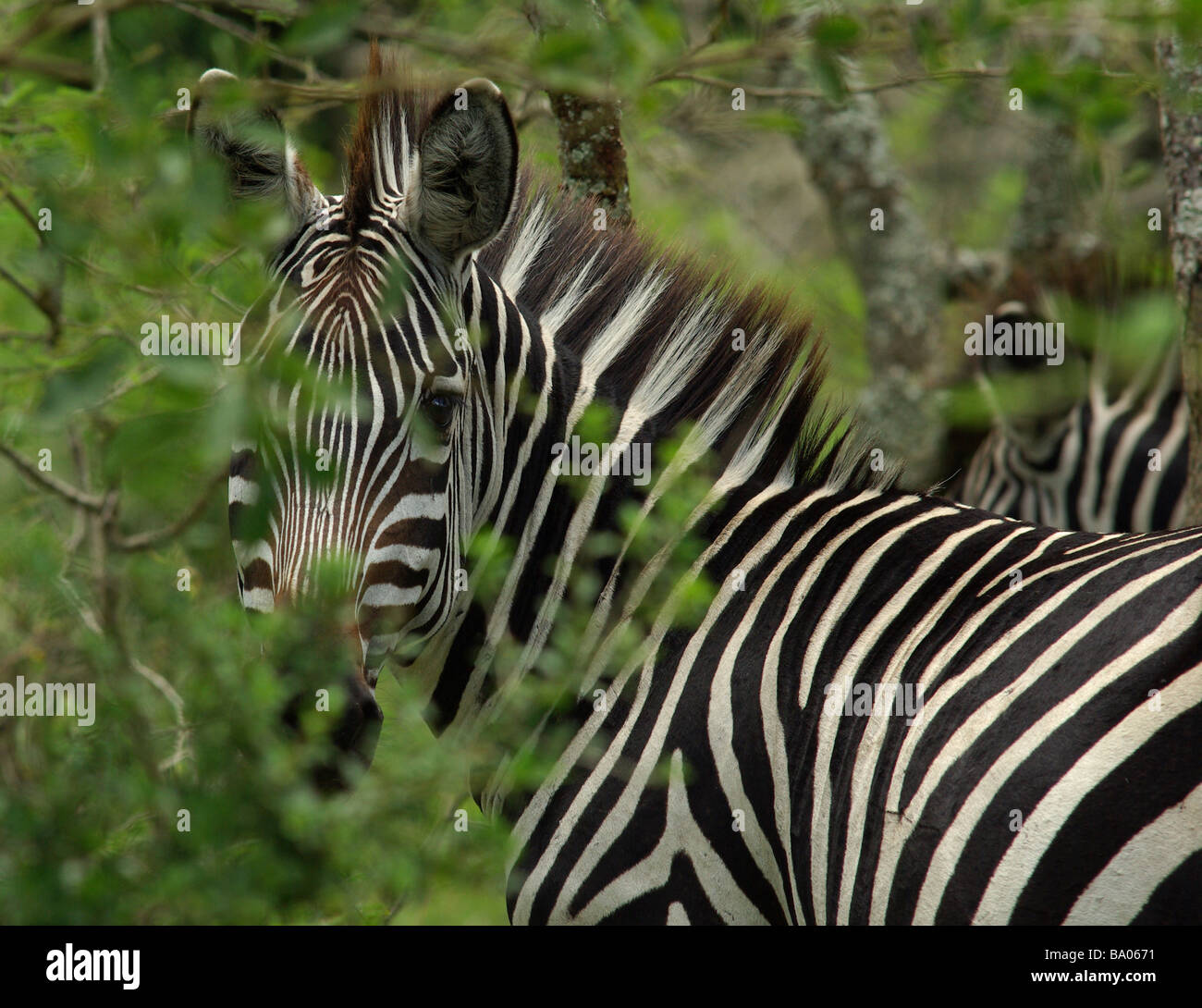 Burchelli hi-res stock photography and images - Alamy