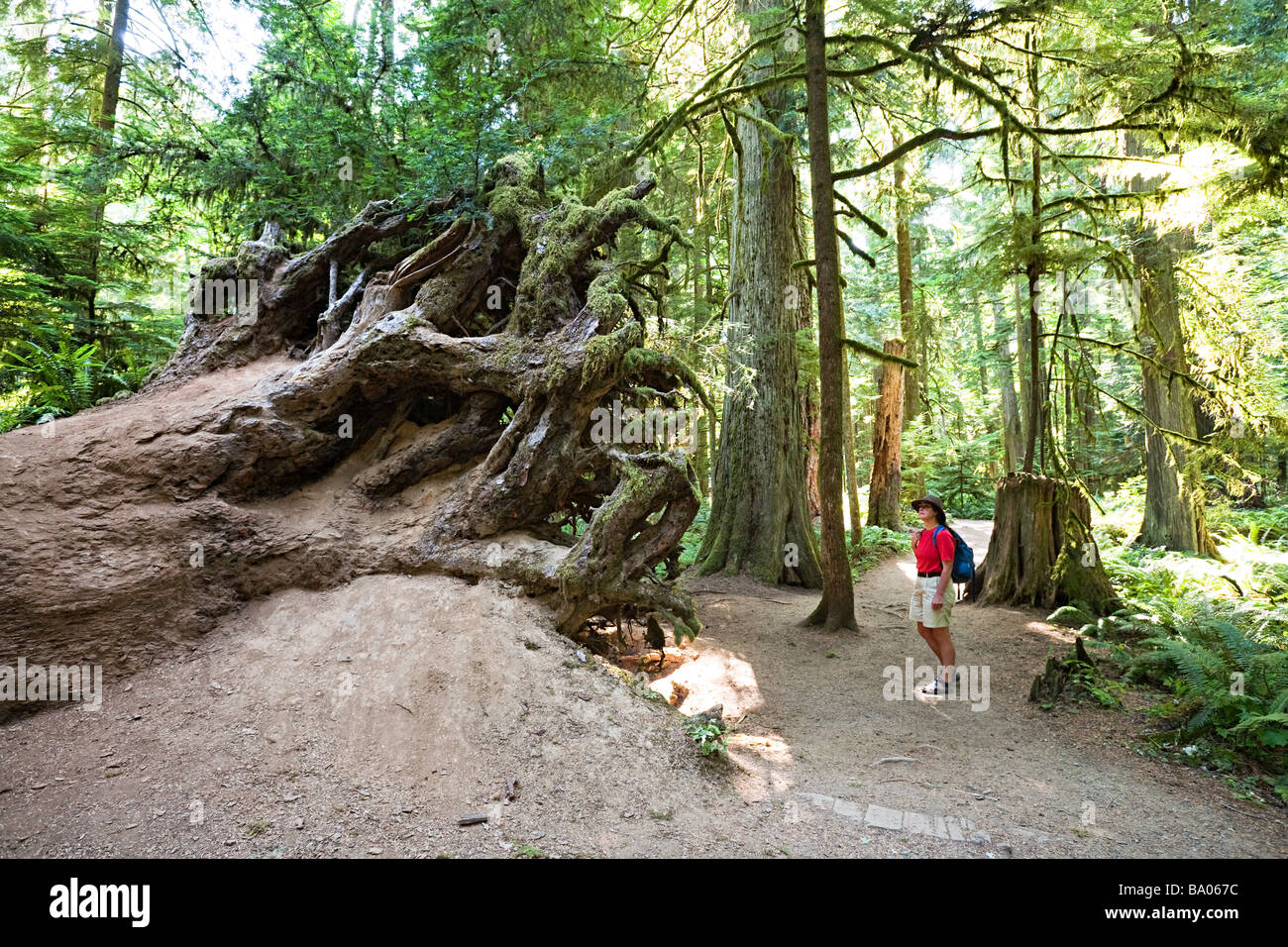 Fallen tree roots hi-res stock photography and images - Alamy
