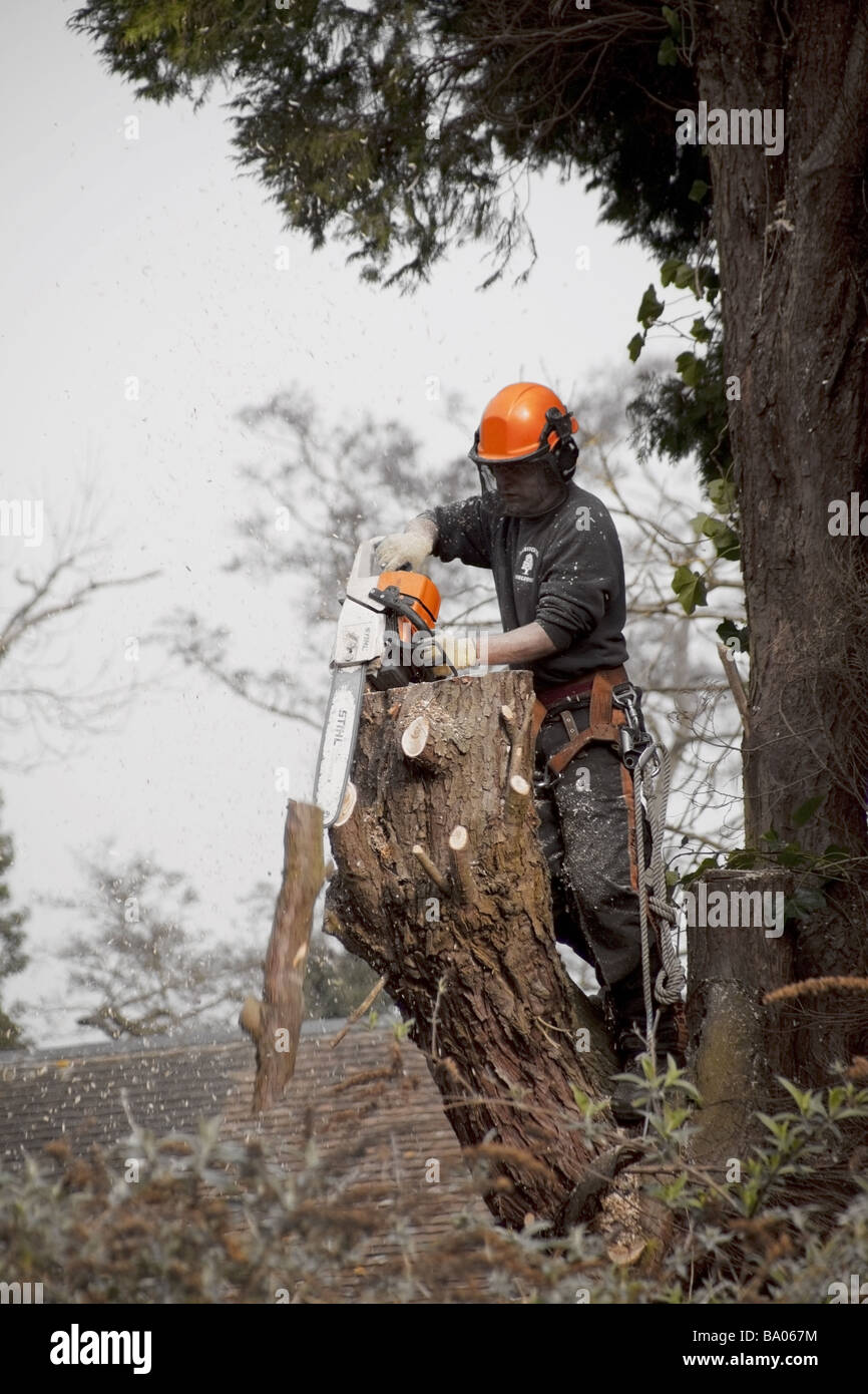 a tree surgeon chopping down a rotten tree Stock Photo - Alamy