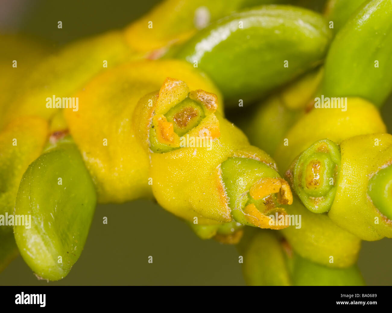 Mistletoe Viscum album female flowers in late winter Stock Photo - Alamy