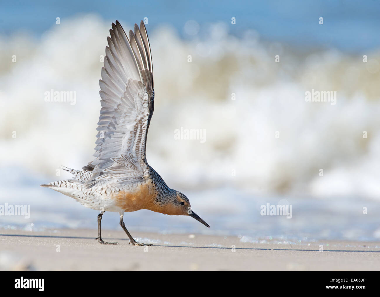 Red Knot Wing Stretch at Beach Stock Photo - Alamy