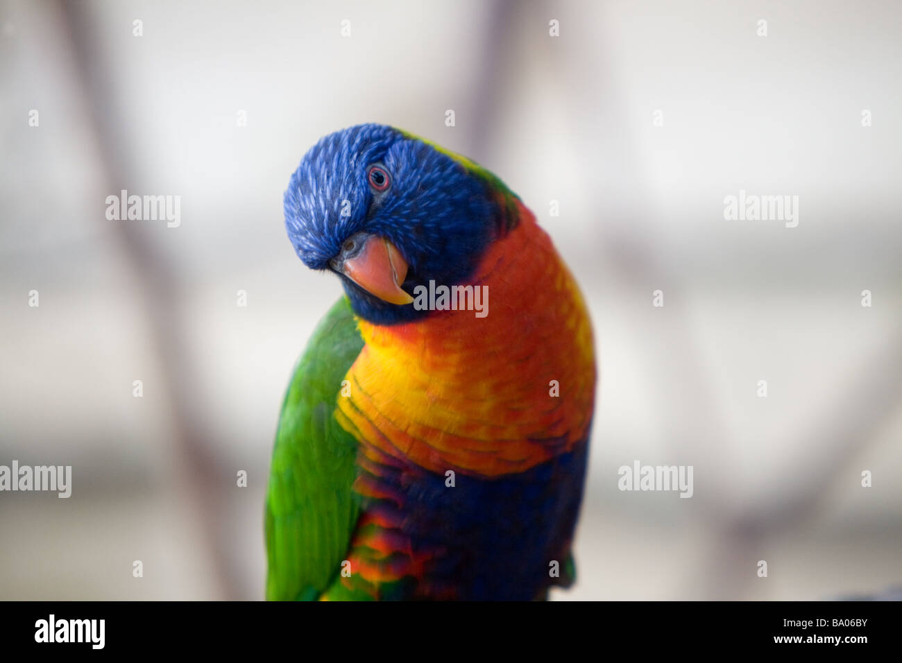A Rainbow Lorikeet Stock Photo - Alamy