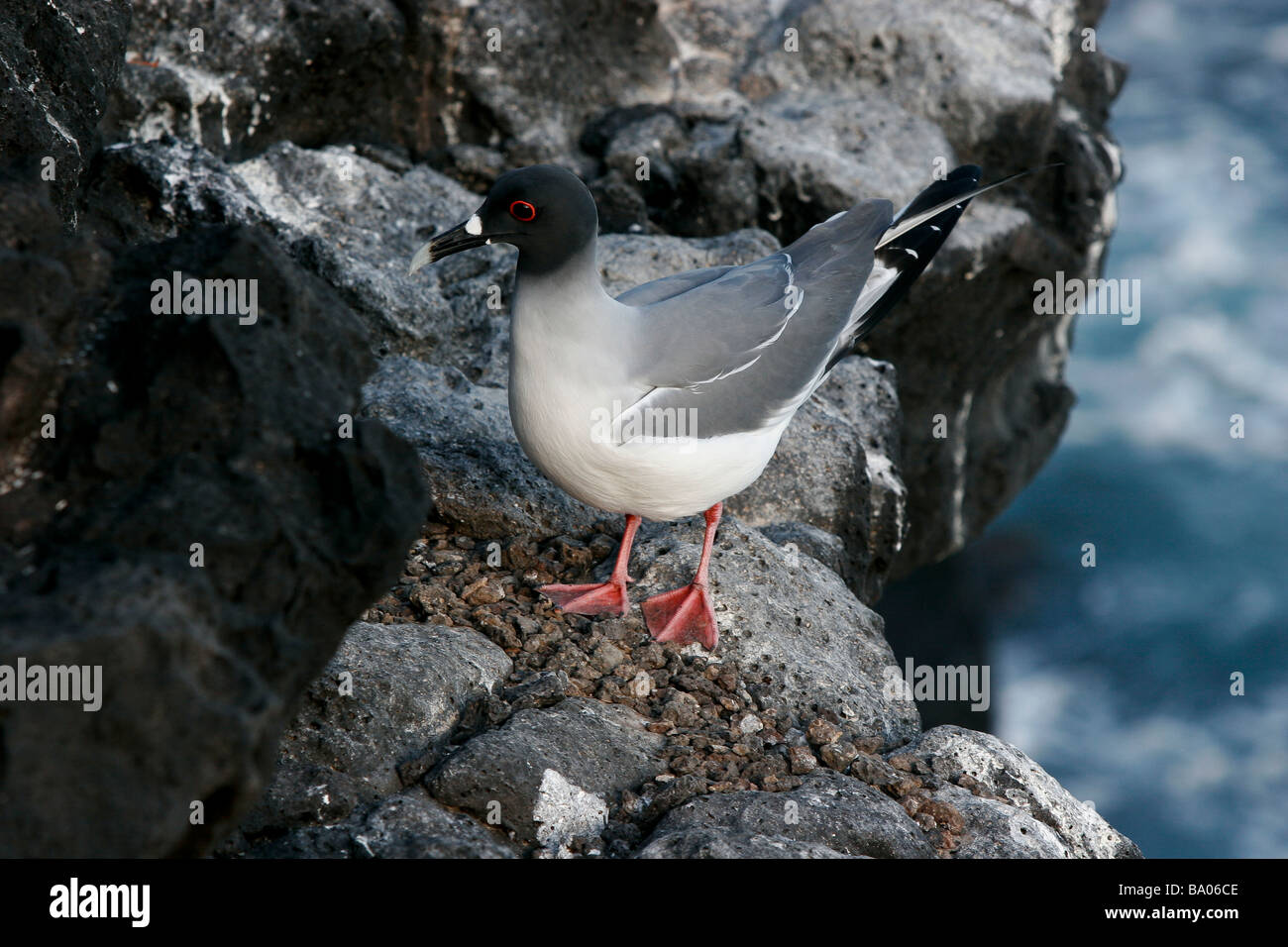 Swallow tailed gull South Plaza Island Galapagos Islands Ecuado Stock ...