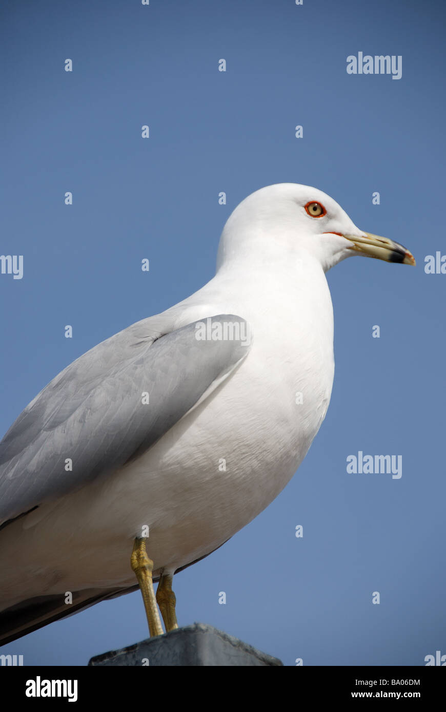 Seagulls roosting on winter hi-res stock photography and images - Alamy