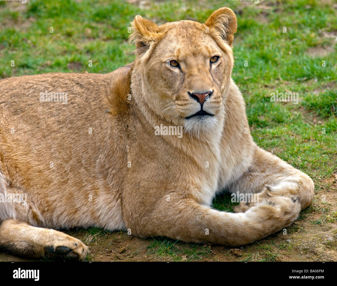 The lion africa hi-res stock photography and images - Alamy