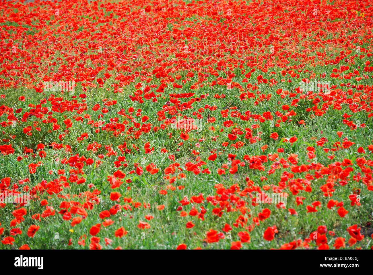 European wild plants wild plants of europe wild flowers of hi-res stock ...