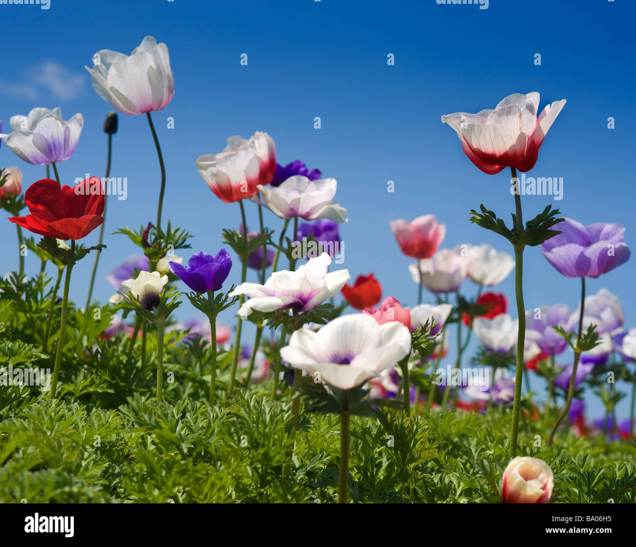 white red and purple Poppy Anemone in the field Stock Photo - Alamy