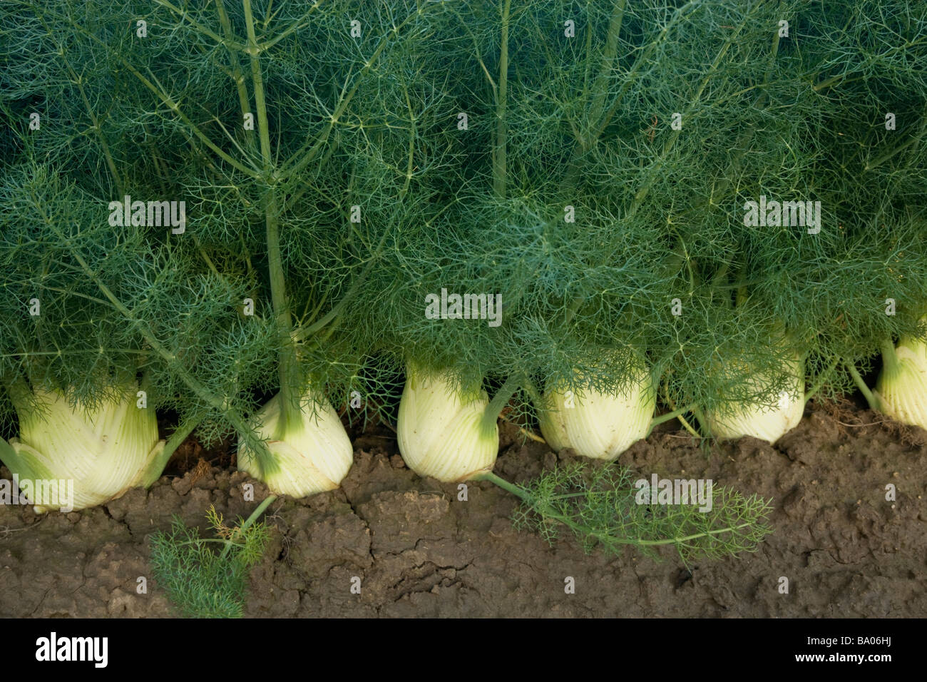 Vegetable field hi-res stock photography and images - Alamy