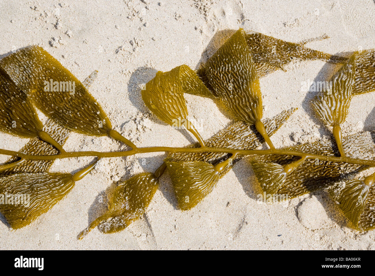 Green seaweed strands hi-res stock photography and images - Alamy