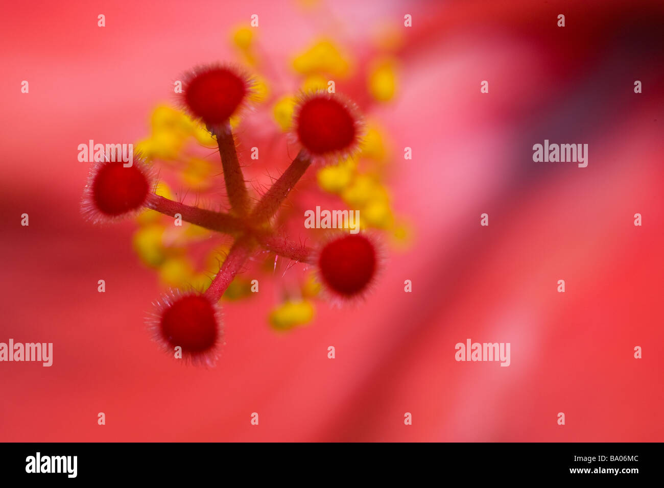 Close up of a reproductive system of a flower Stock Photo - Alamy