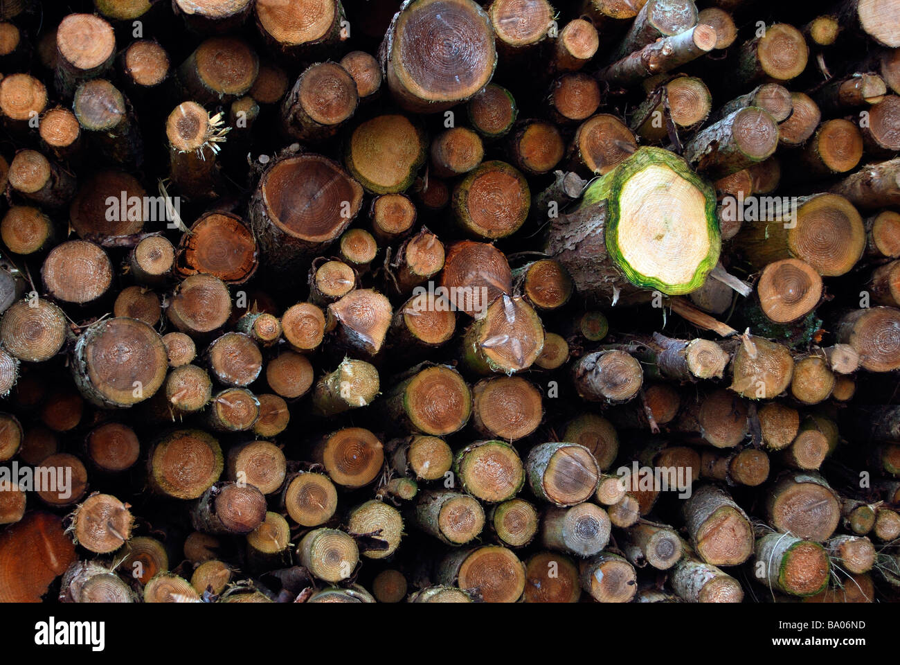 Log end view hi-res stock photography and images - Alamy