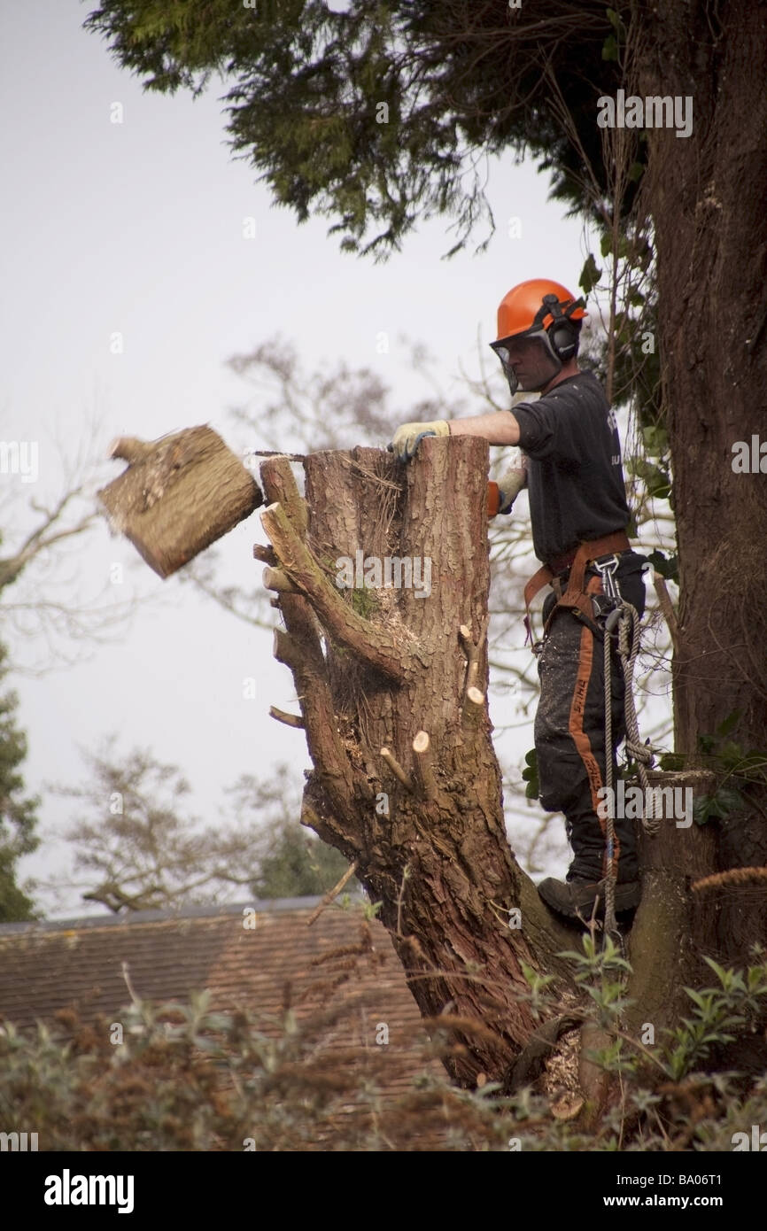 a tree surgeon chopping down a rotten tree Stock Photo - Alamy