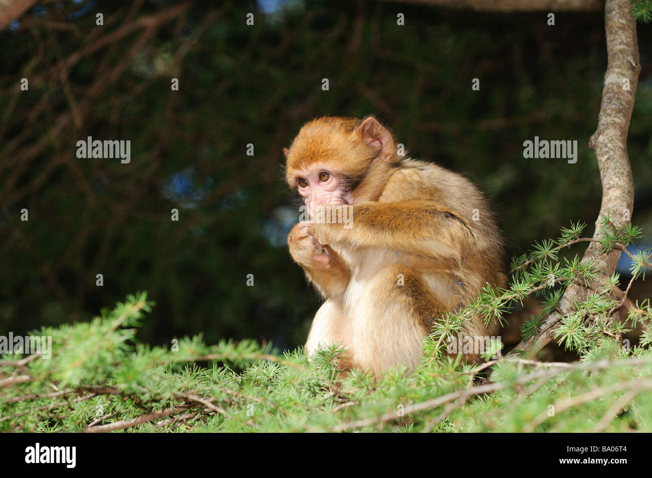 Cedar Tree Morocco High Resolution Stock Photography and Images - Alamy