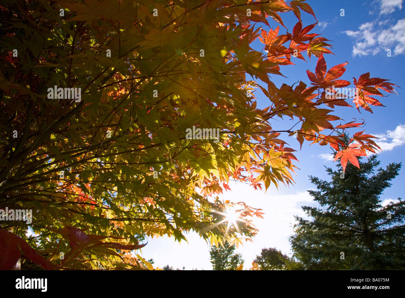 Trees during Autumn Stock Photo - Alamy