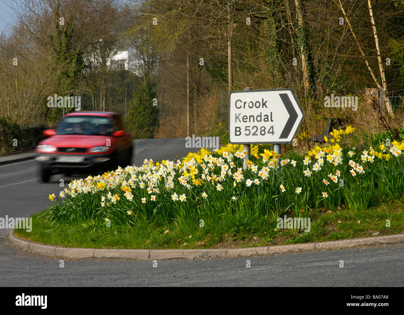 Sign for Crook and Kendal, surrounded by daffodils, Lake District ...