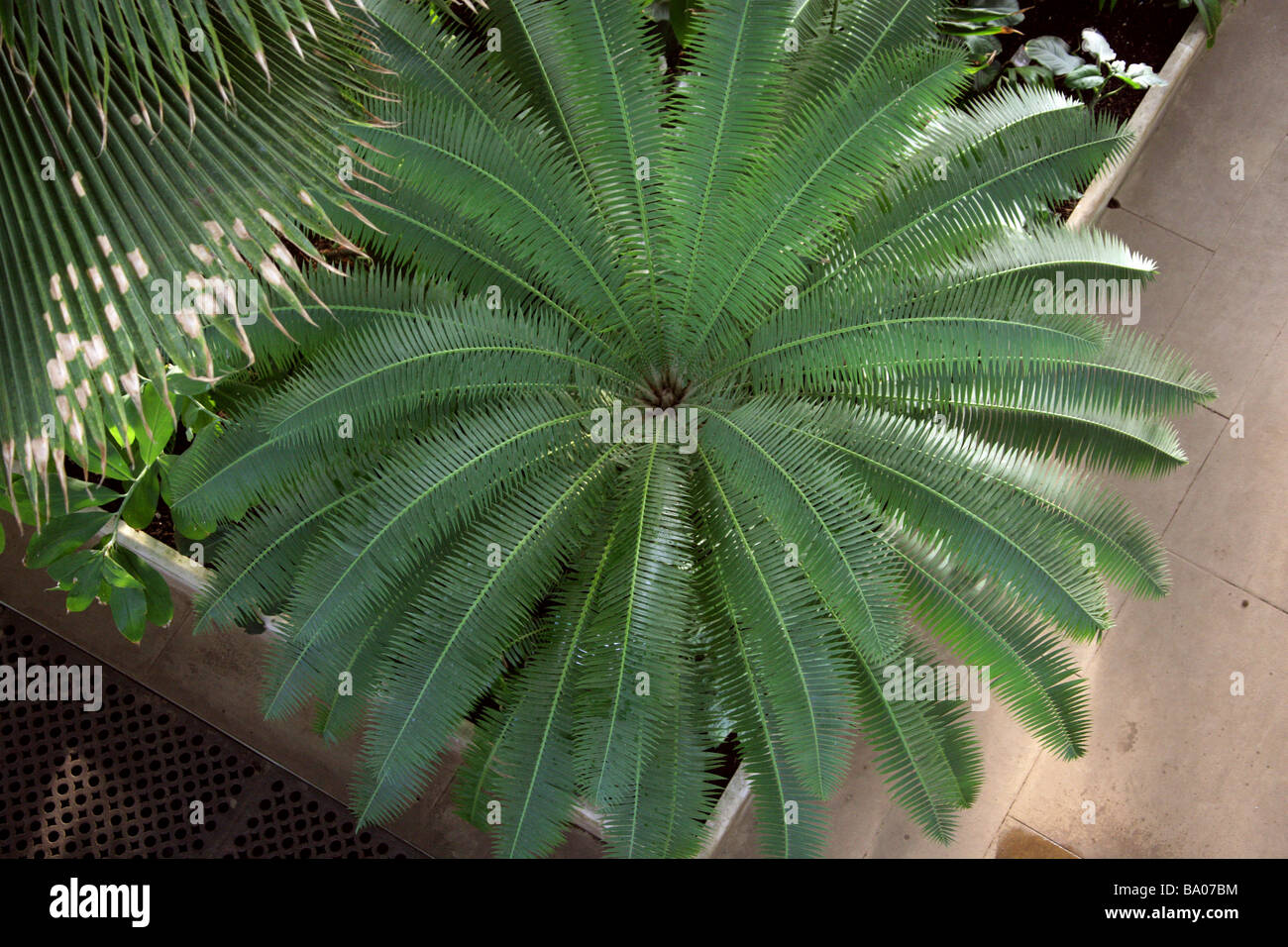 Palm leaves tree plant leaf hi-res stock photography and images - Alamy