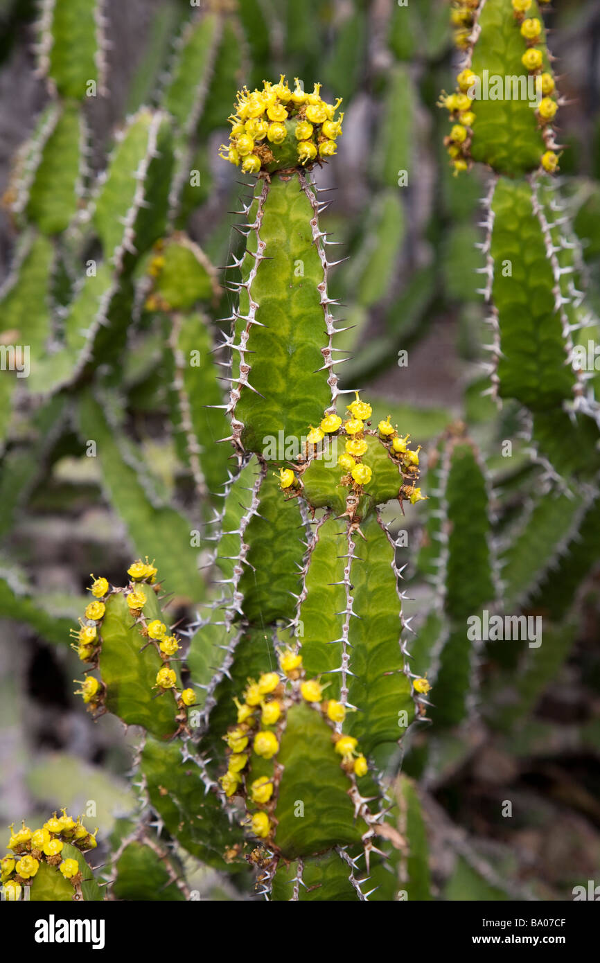 Euphorbia pseudocactus in flower Jardin Canario botanic gardens Gran ...
