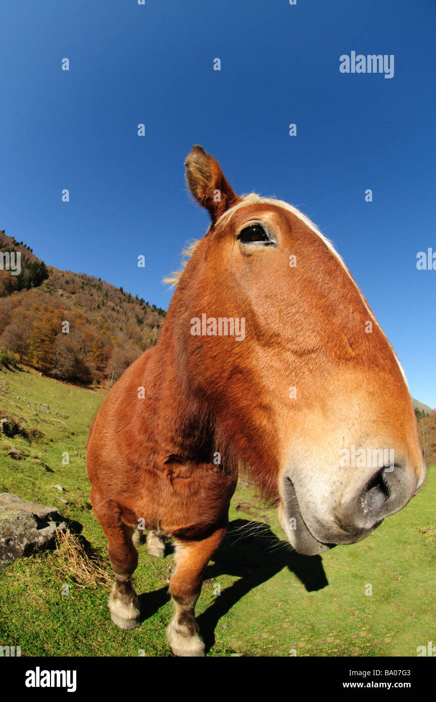 Distorted portrait hi-res stock photography and images - Alamy