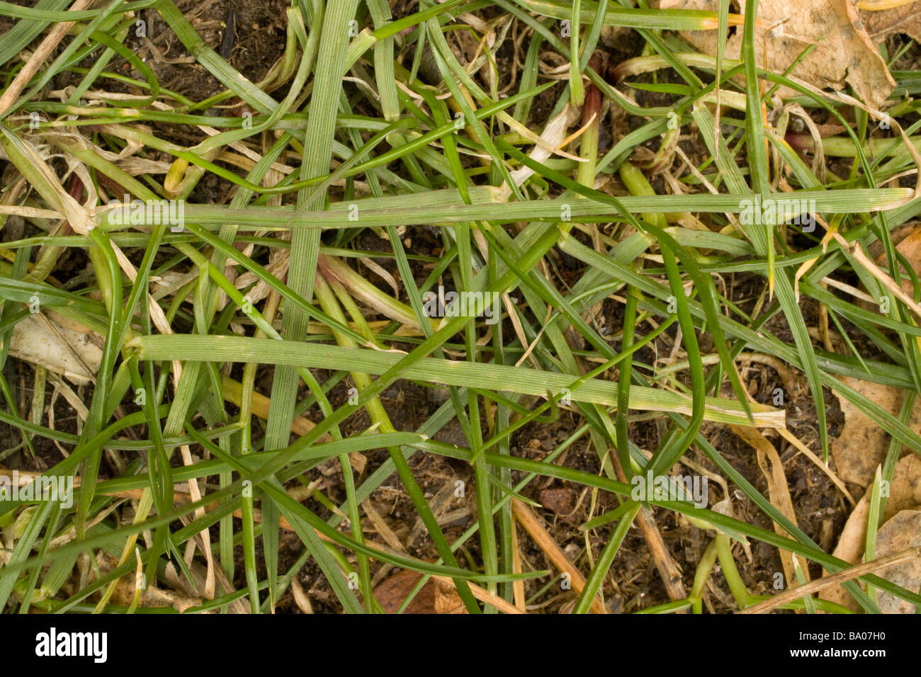 A close-up of new grass with some bits of leaves Stock Photo - Alamy