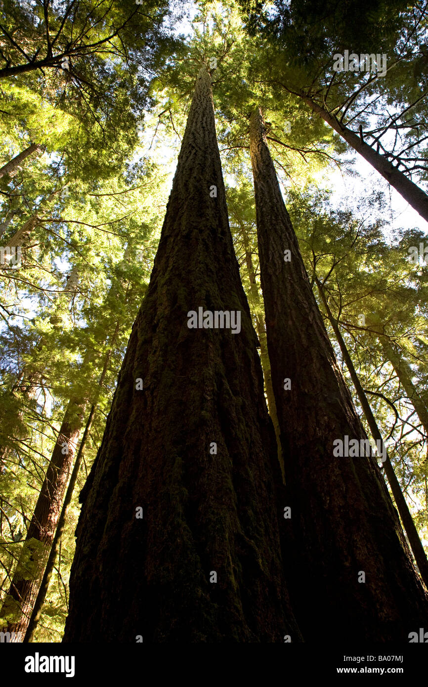 Old growth trees in Cathedral Grove MacMillan Provincial Park Vancouver ...