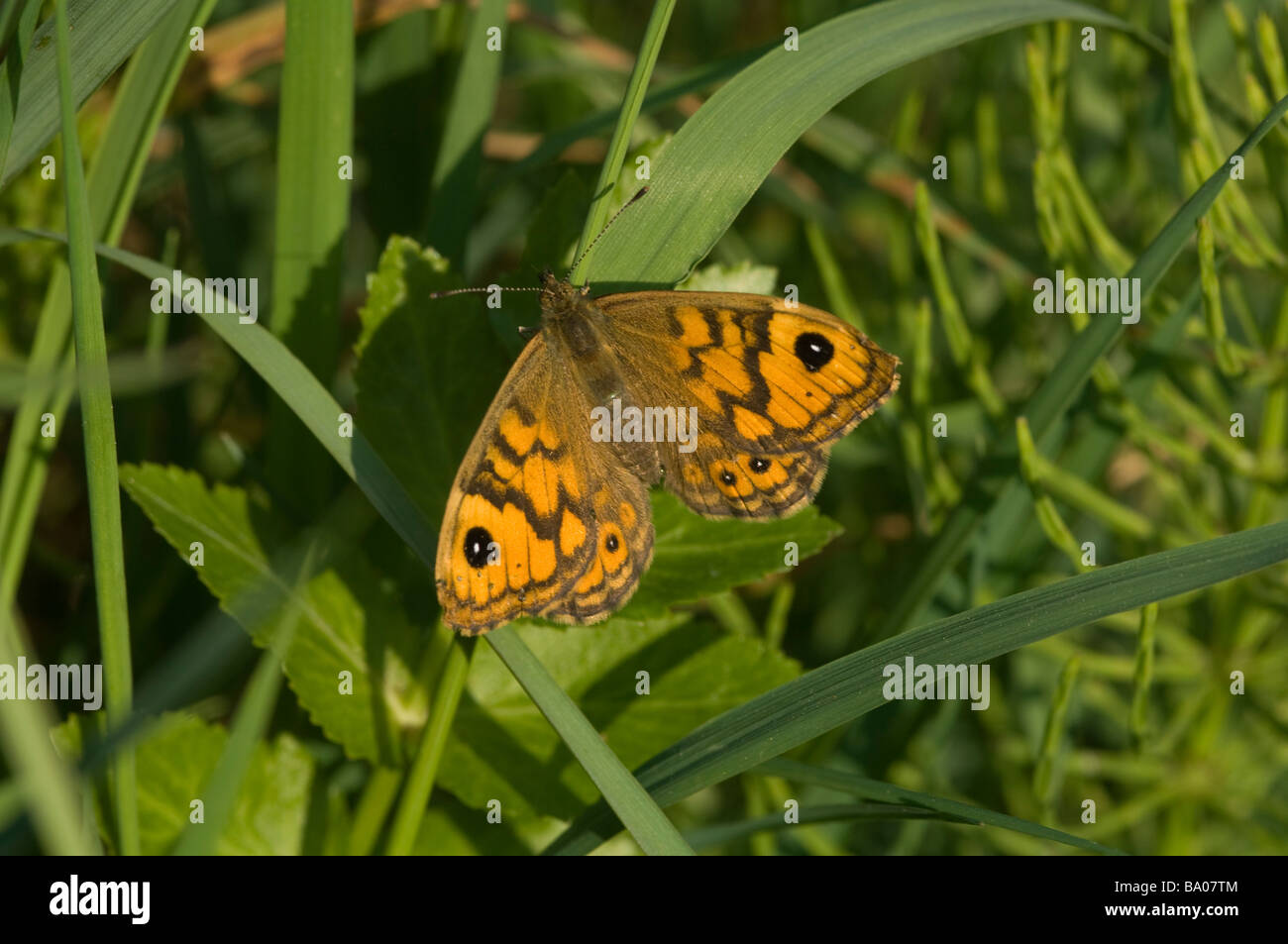 Wall brown Lasiommata megera butterfly Stock Photo - Alamy