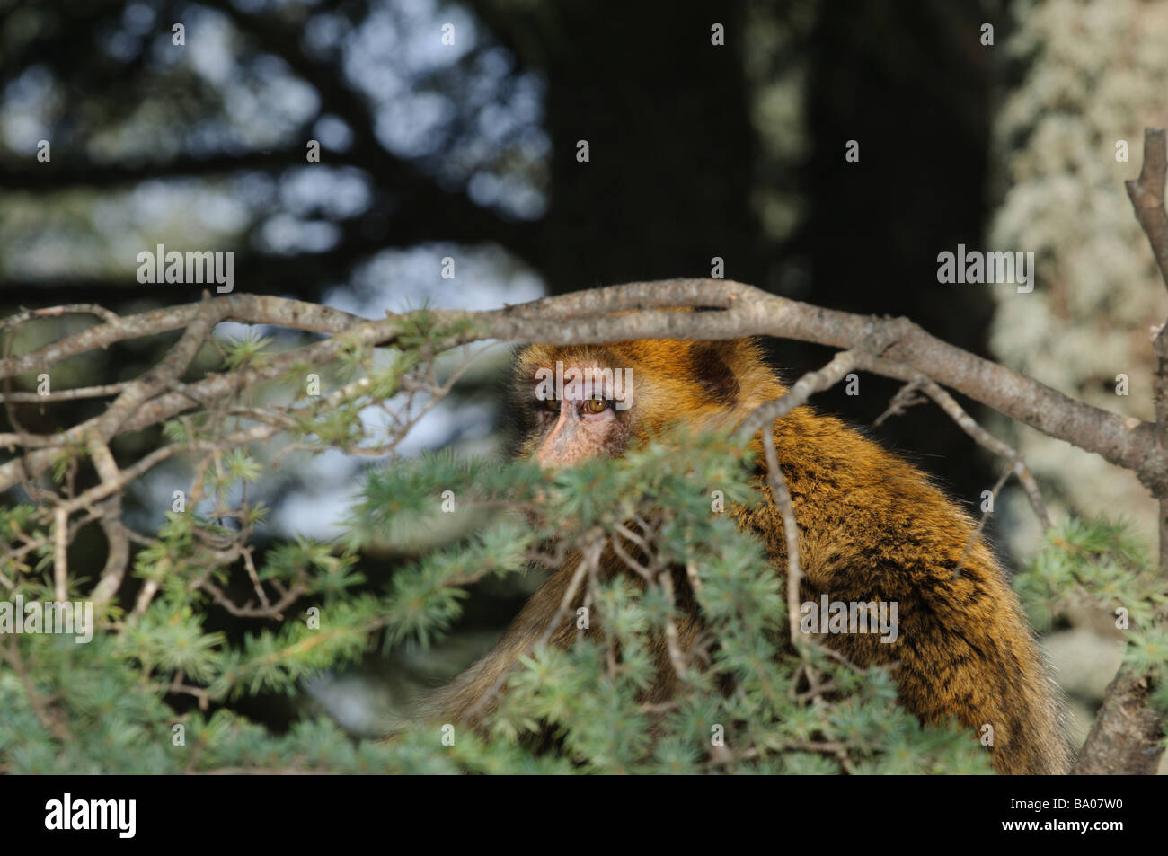 Cedar tree morocco hi-res stock photography and images - Alamy