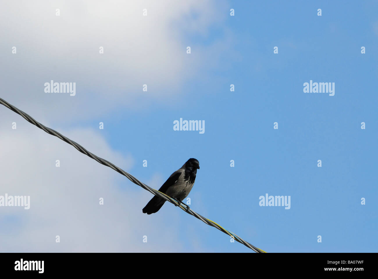 Blue sits on bird hi-res stock photography and images - Alamy