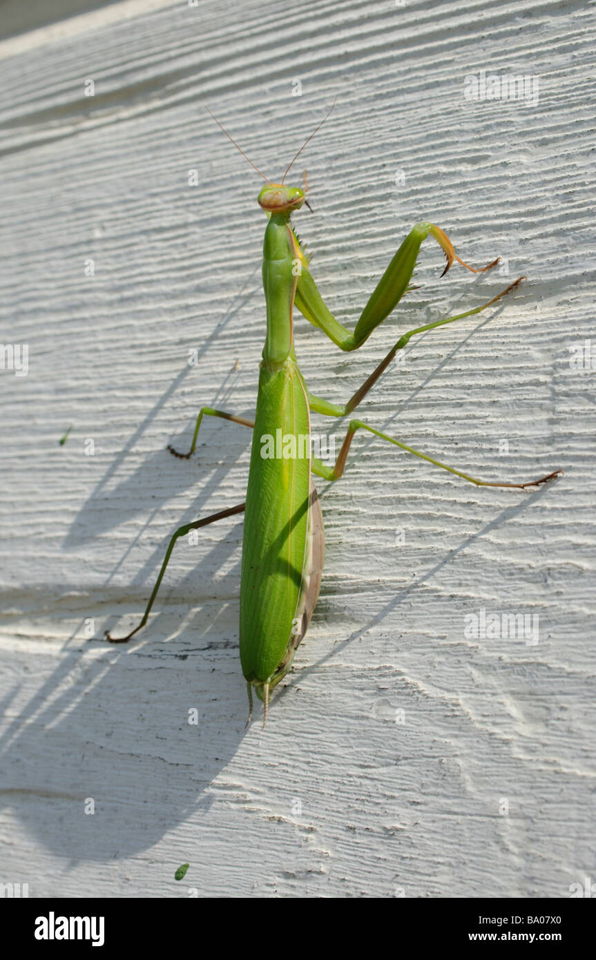 Mediterranean Praying Mantis Mantis religiosa Spain Stock Photo - Alamy
