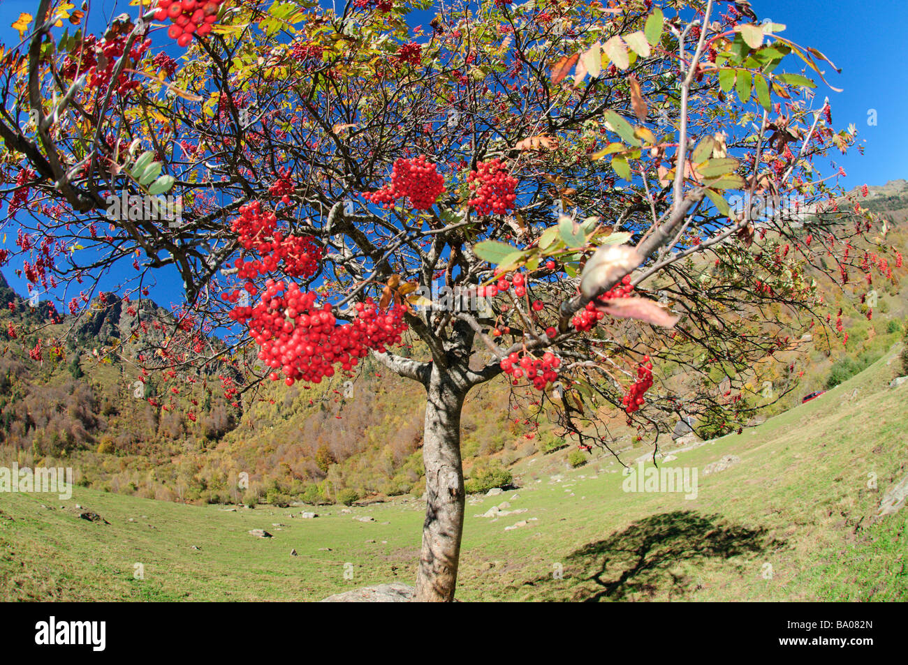 Rowan in fruit, distorted view, Pyrenees, Spain Stock Photo - Alamy