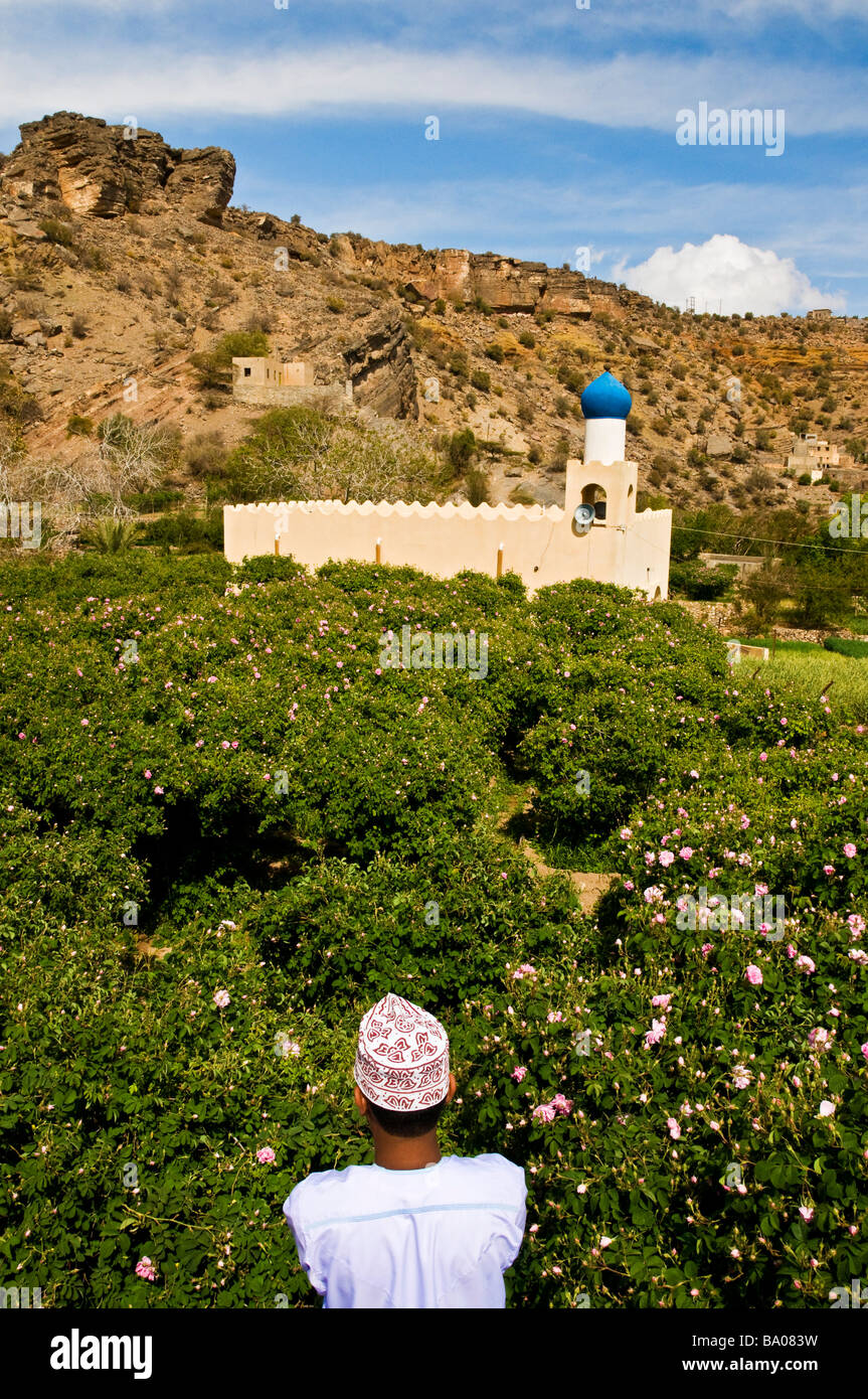 Rose fields in Al-Jabal Al-akdar region Sultanate of Oman Stock Photo ...