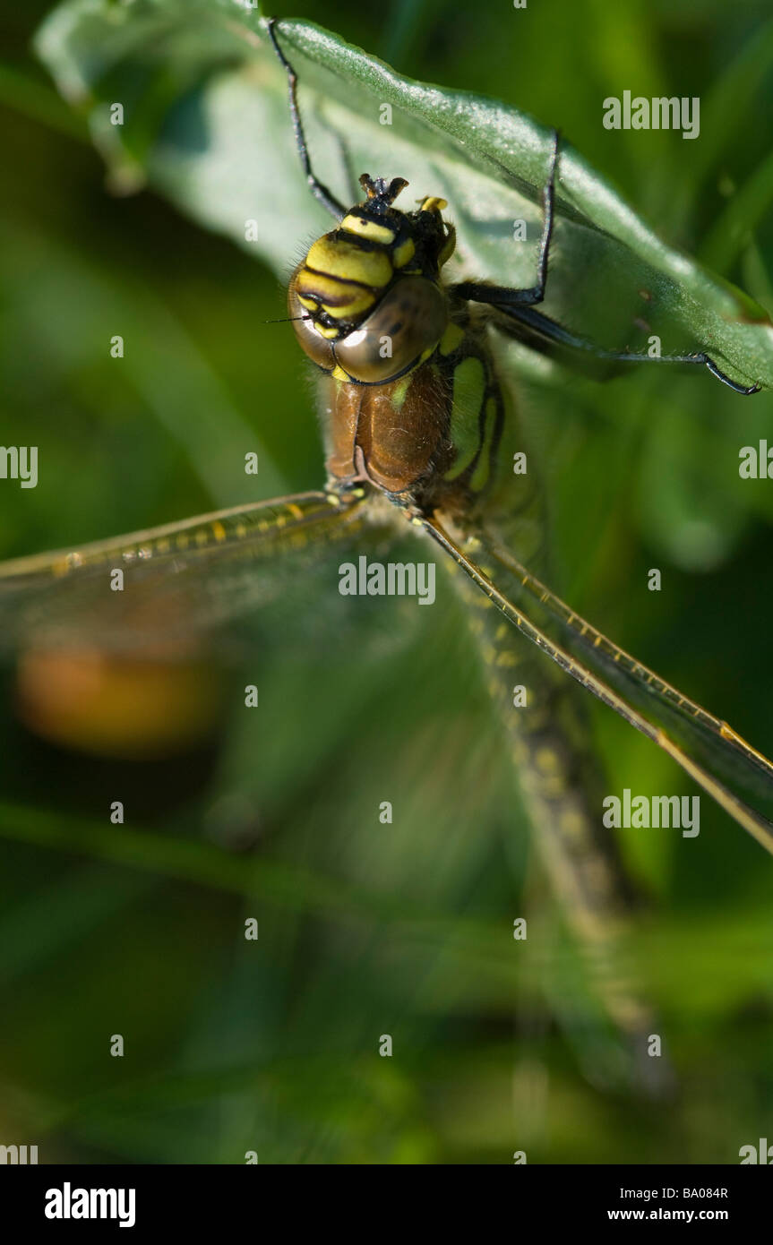 Common hawker female hi-res stock photography and images - Alamy