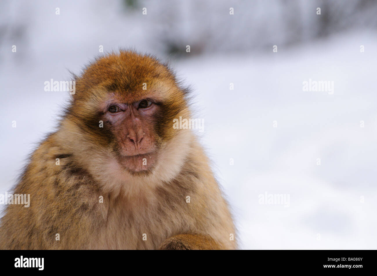 Female Barbary Macaque (Macaca sylvanus) in the snow at the Cedar ...