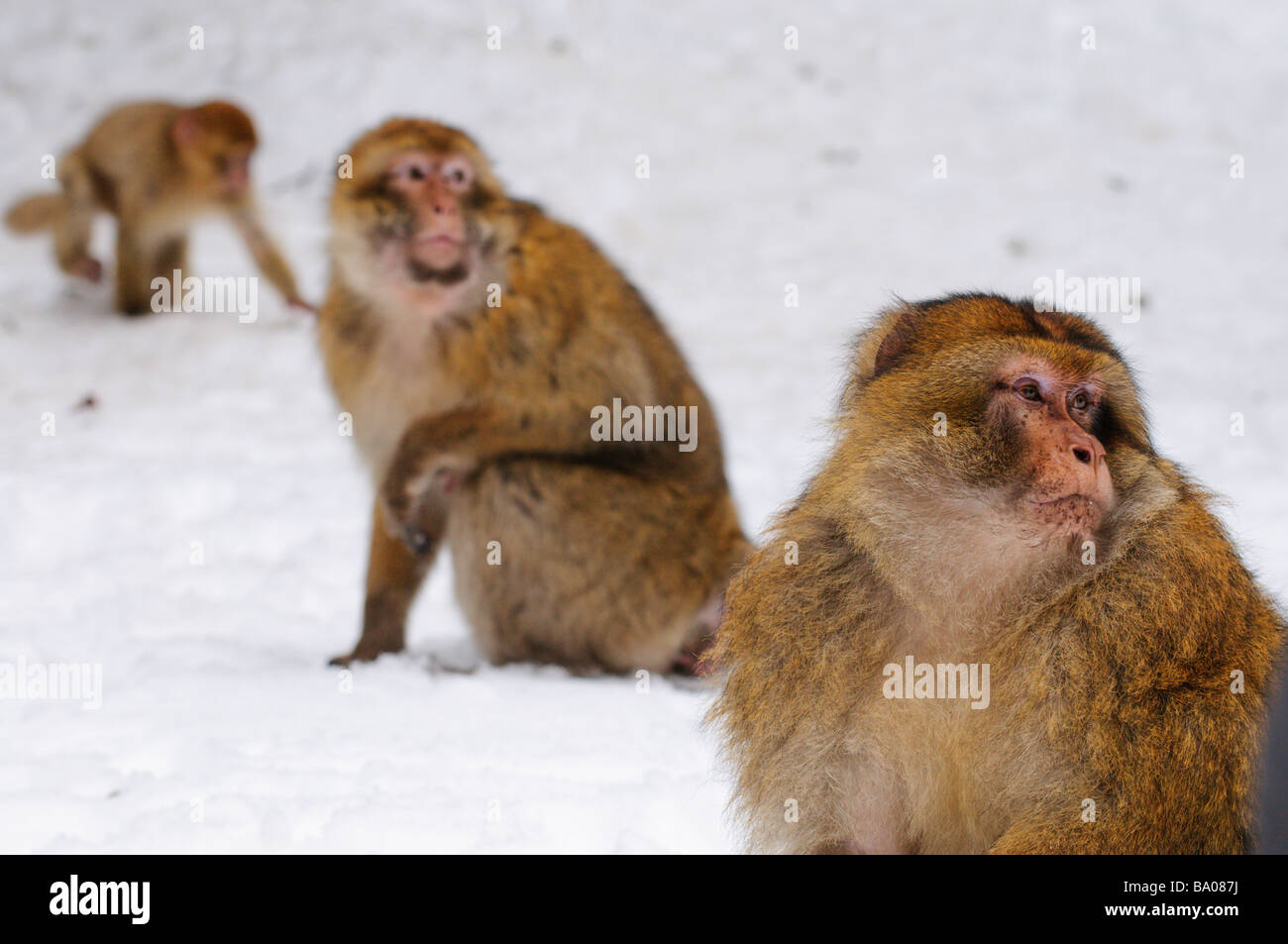 Family Barbary Macaque (Macaca sylvanus) in the snow at the Cedar ...