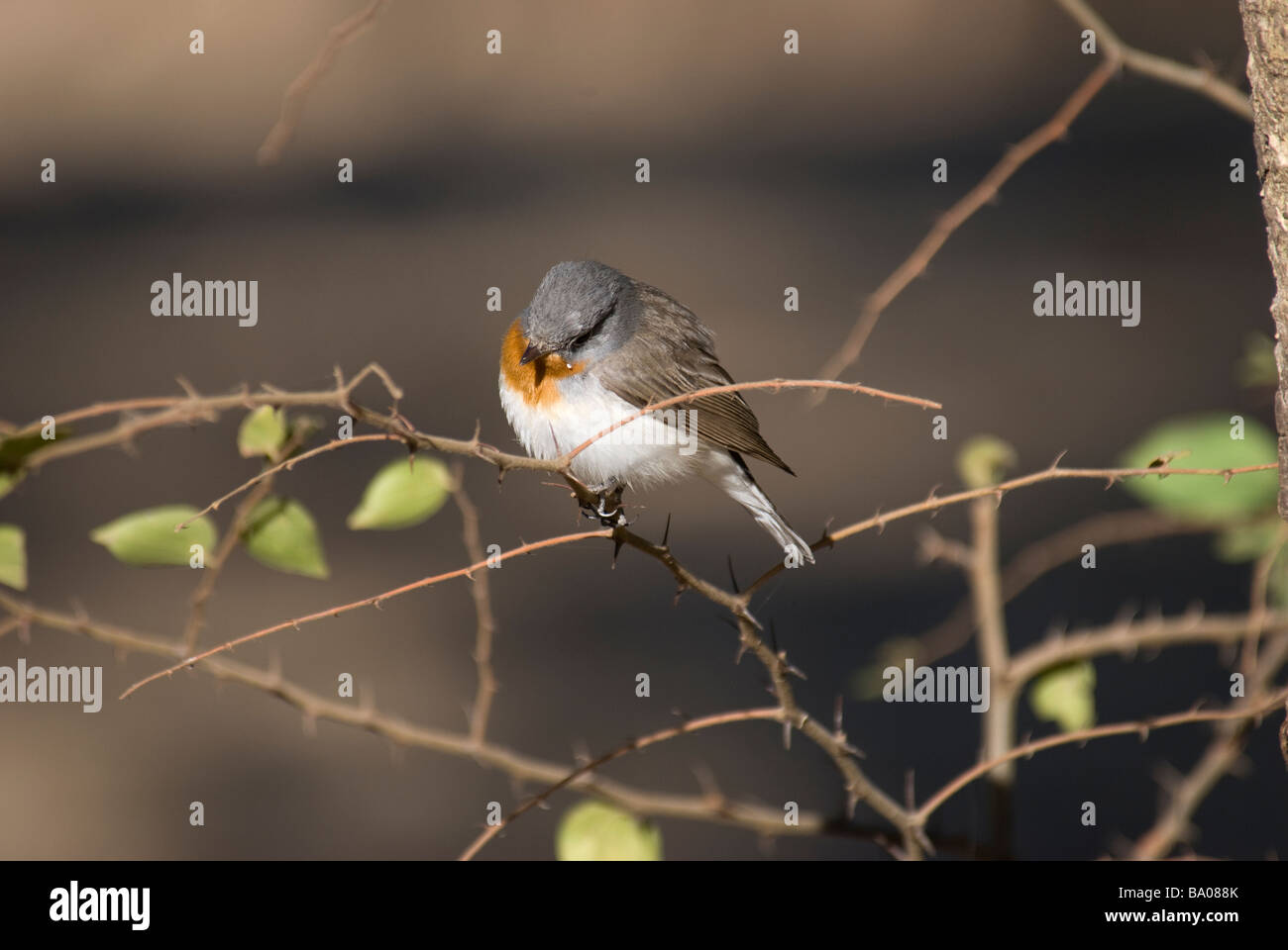 Red-breasted Flycatcher Ficedula parva sitting in a bush Stock Photo ...