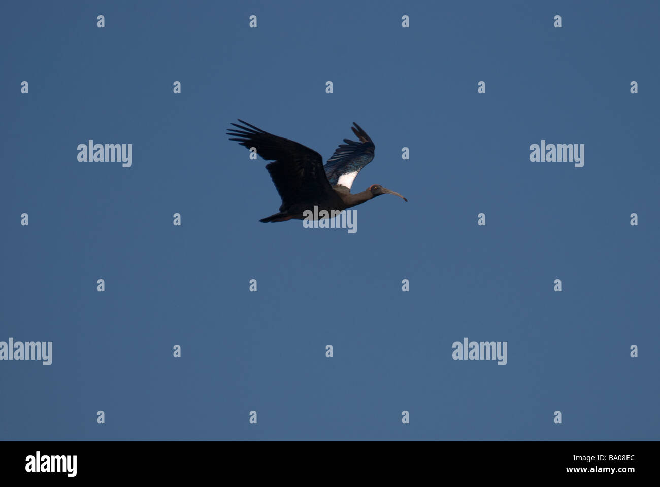 Black ibis hi-res stock photography and images - Alamy