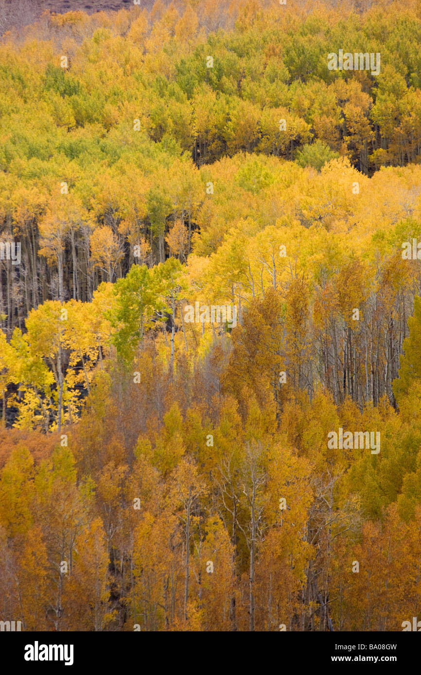 Forest mountain landscapes hi-res stock photography and images - Alamy