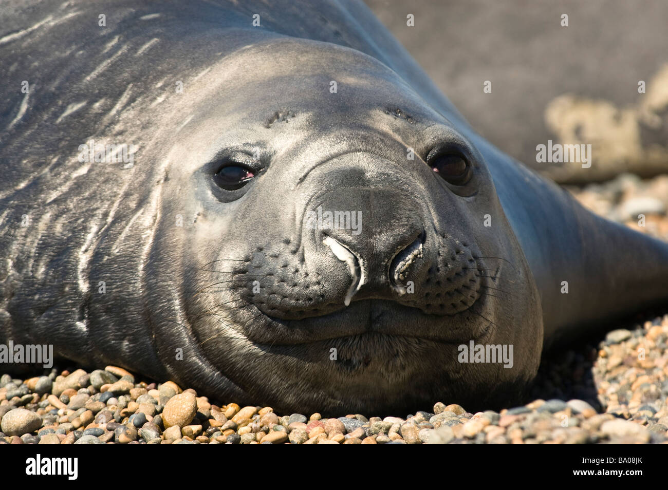 Elephant seal in Peninsula Valdes Patagonia Argentina Stock Photo - Alamy