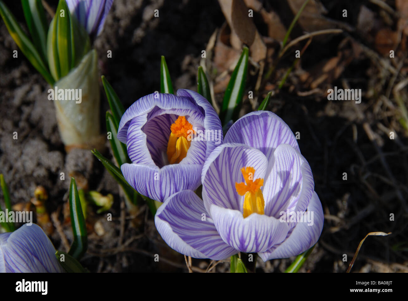 Blue crocus hi-res stock photography and images - Alamy