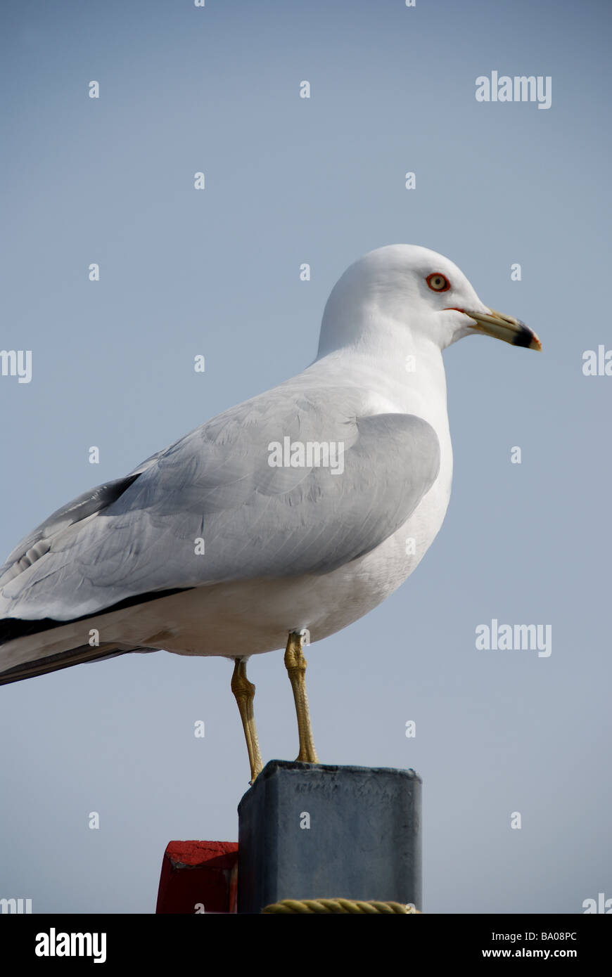 Seagulls roosting on winter hi-res stock photography and images - Alamy